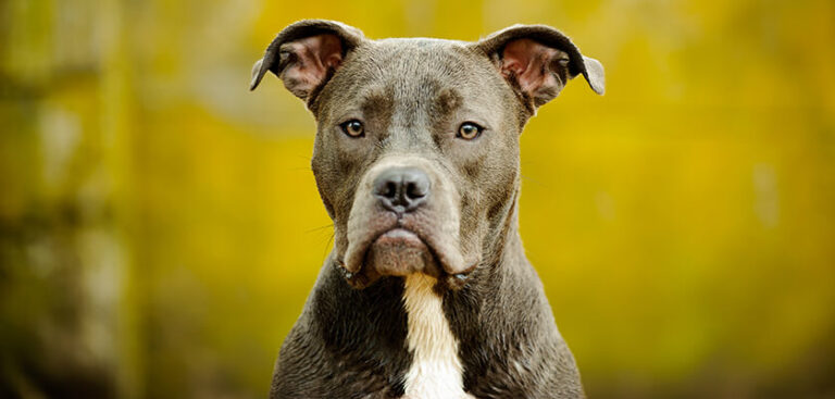 Dog Attacks: Dog Bite Compensation in Australia